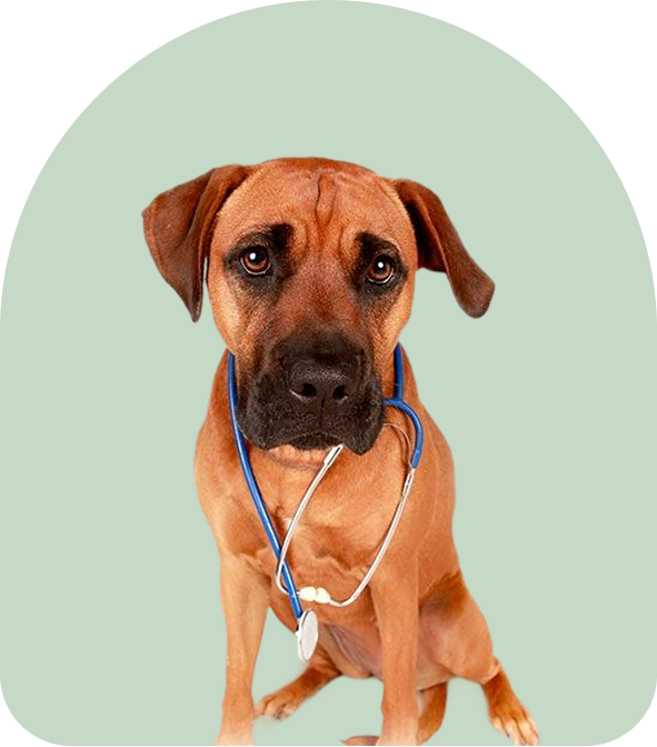 Hormone Sparing Sterilization for Dogs | Dr. Danielle Rastetter